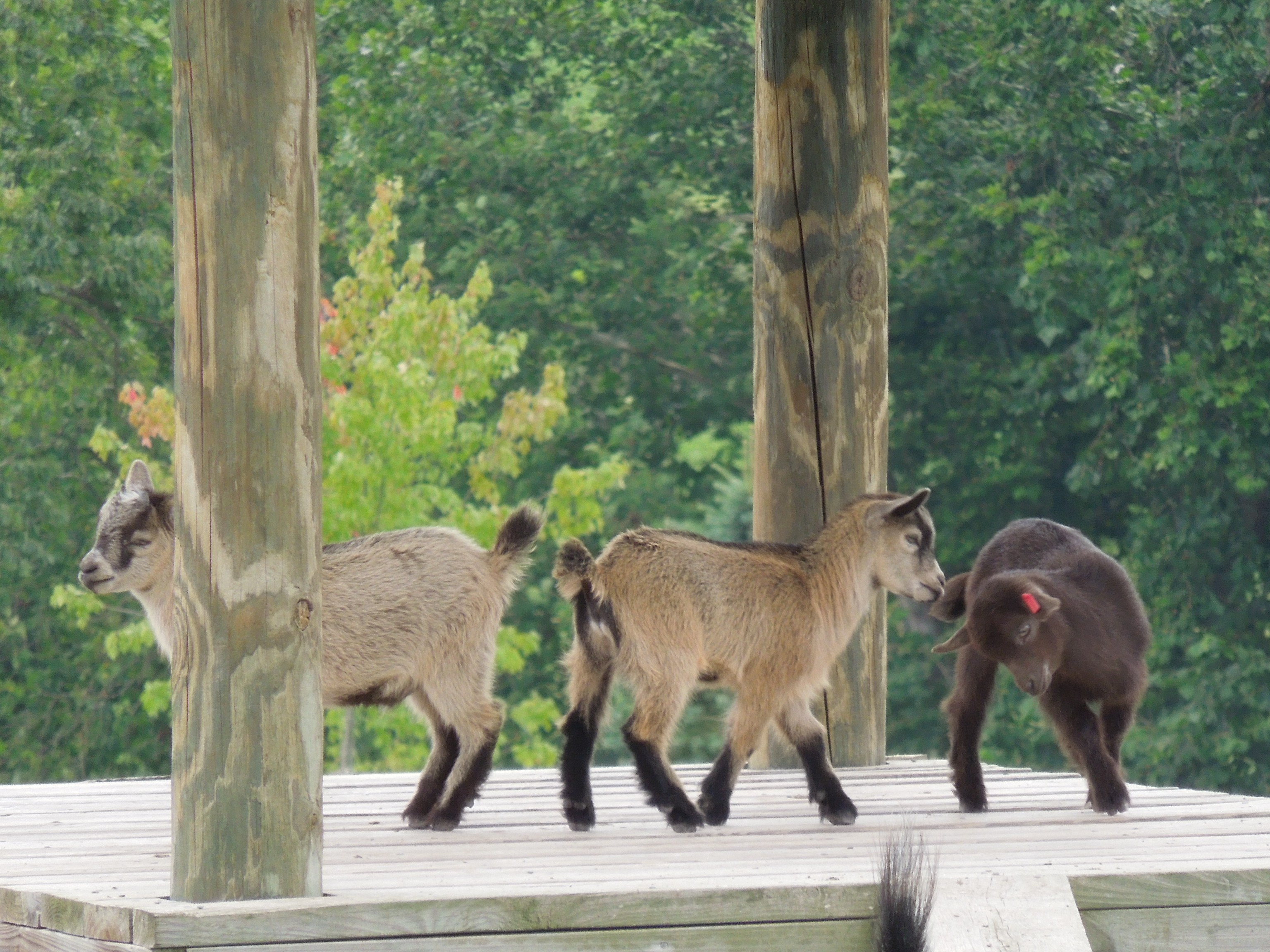 Zoo Goats – The Playful Parent
